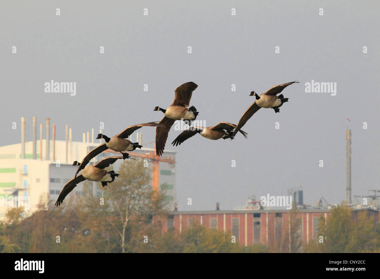 Five species distributed hi-res stock photography and images - Alamy