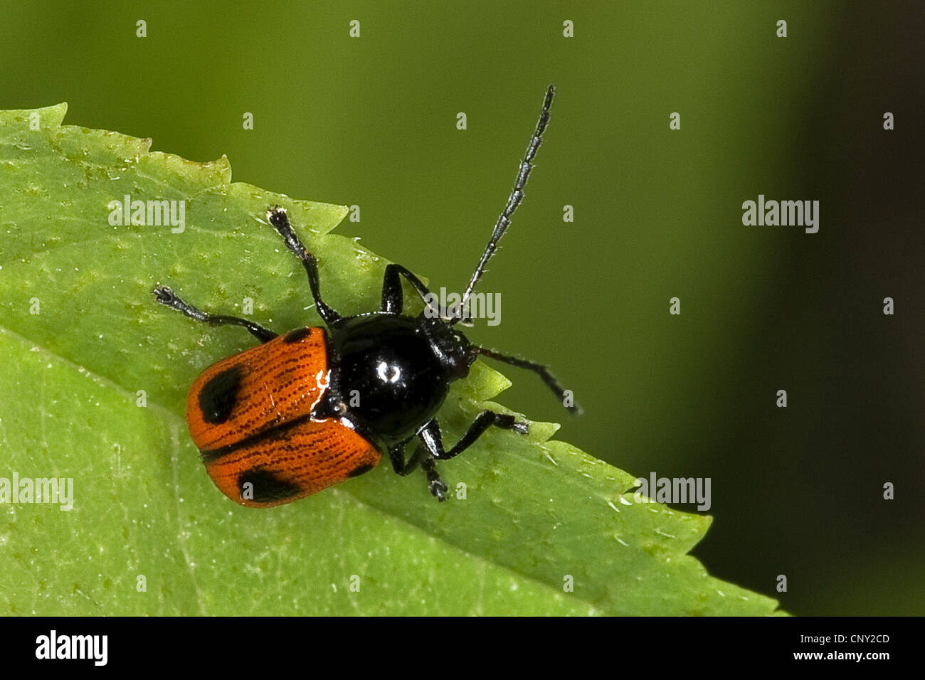 Zweipunktiger fallkaefer hi-res stock photography and images - Alamy