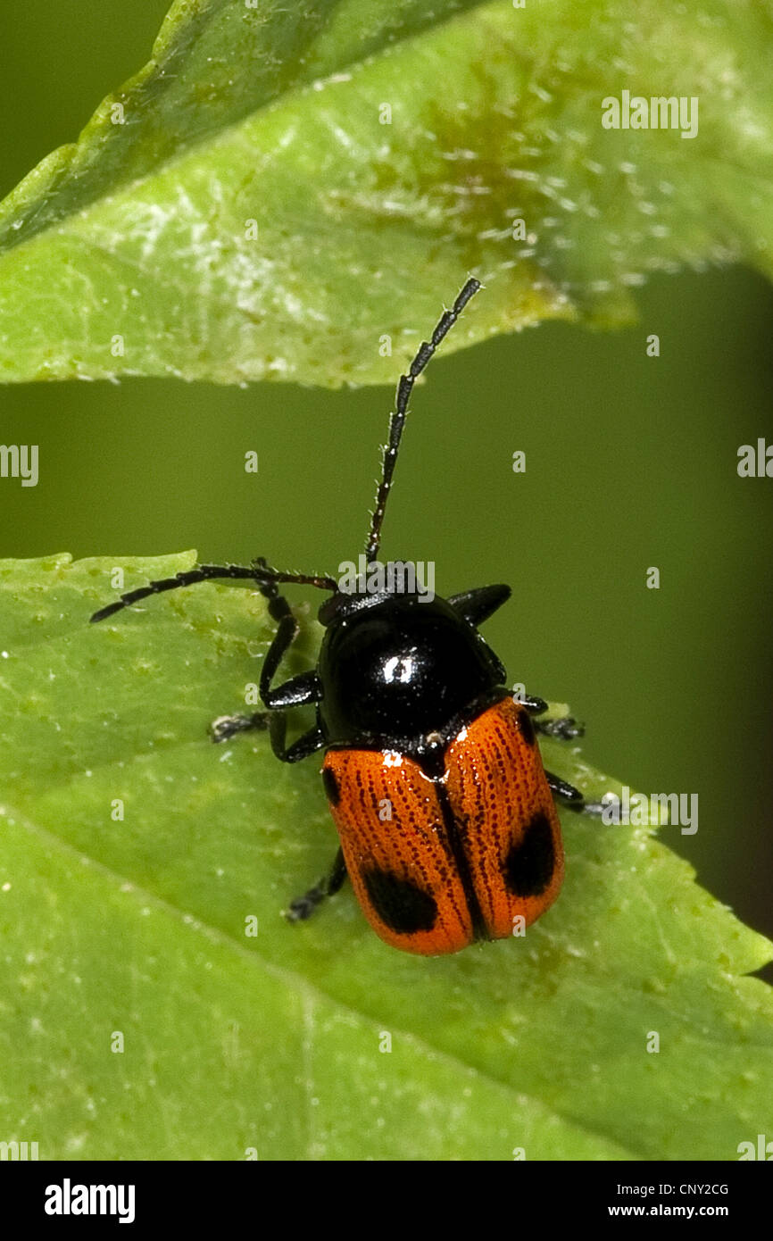 Zweipunktiger fallkaefer hi-res stock photography and images - Alamy