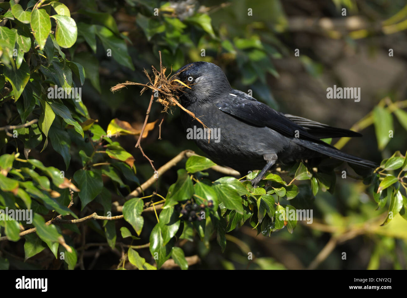 jackdaw (Corvus monedula), with nesting material in its beak, Germany ...