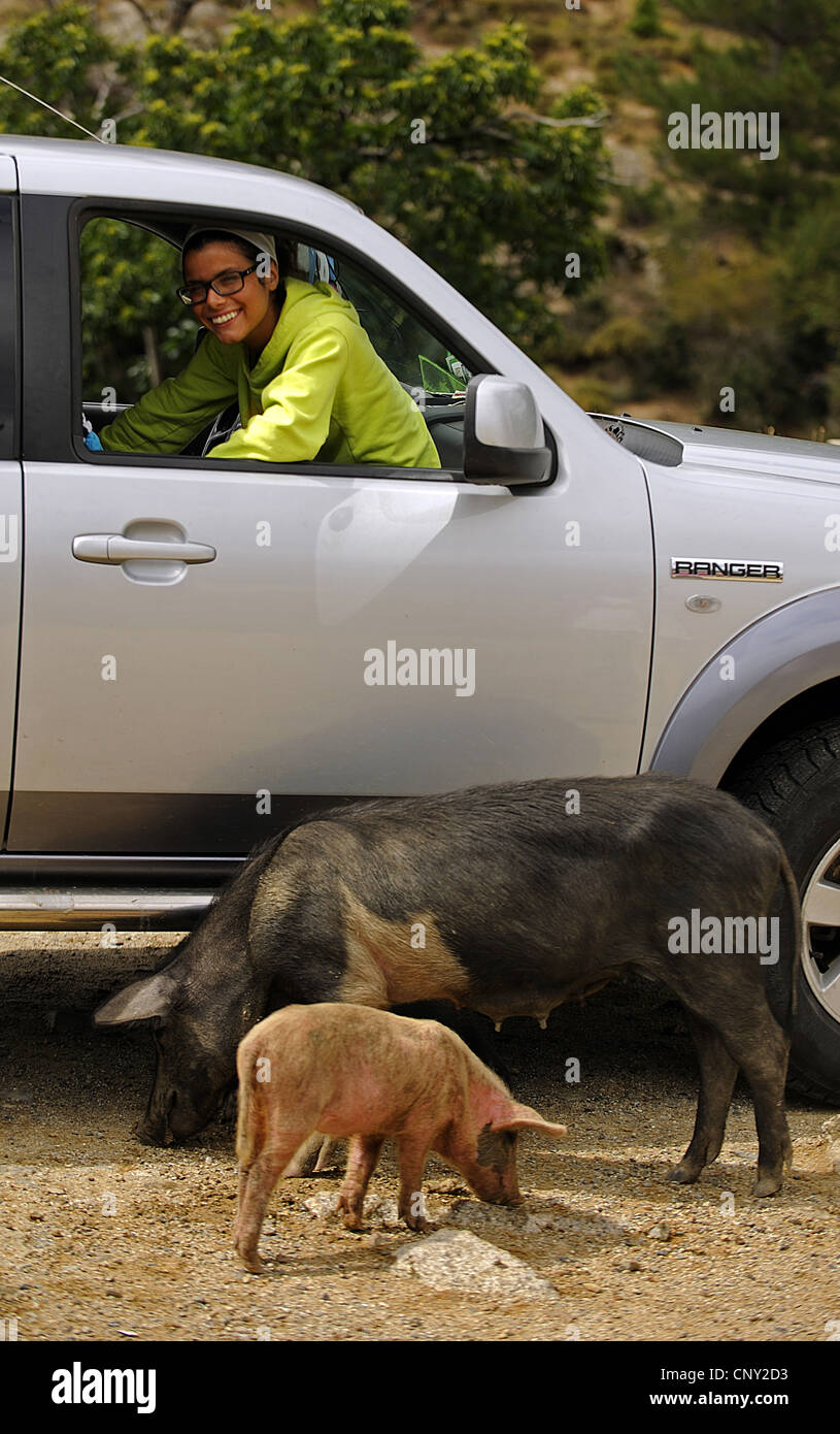 Free range pigs on the road next a car hi-res stock photography and ...