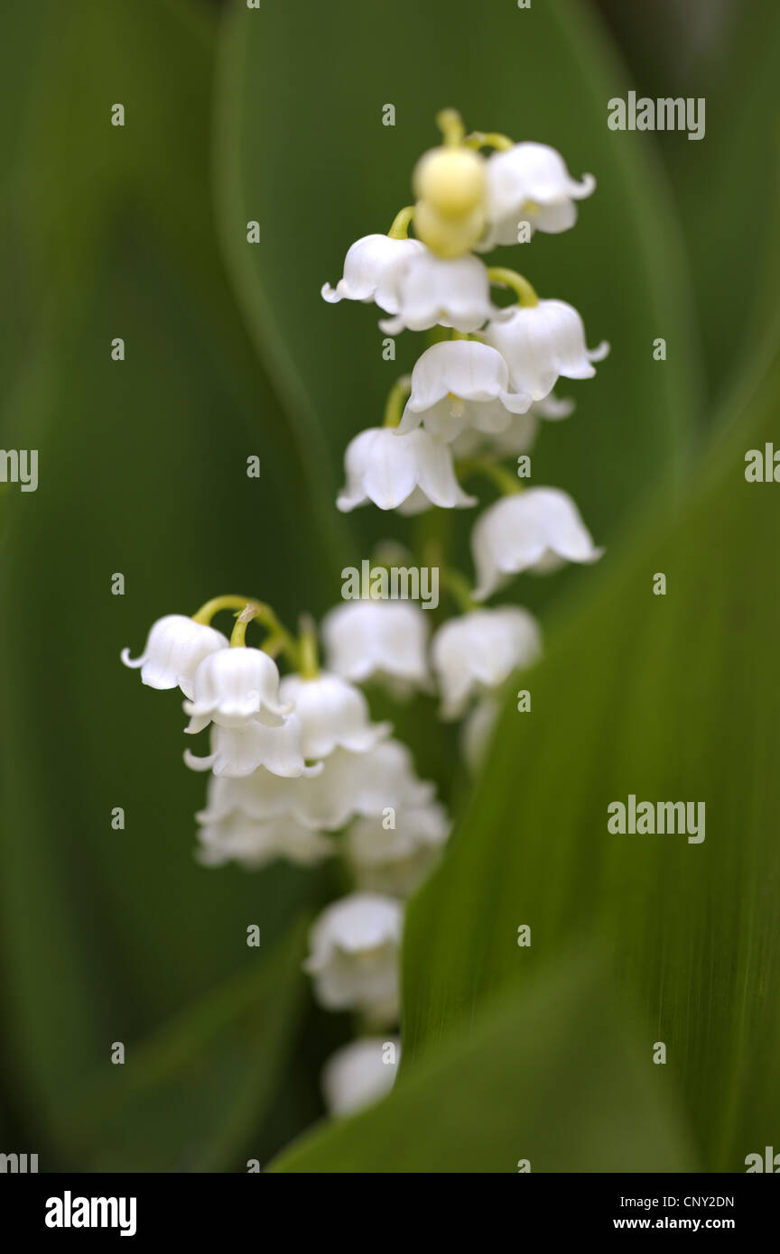 European lily-of-the-valley (Convallaria majalis), blooming, Germany ...