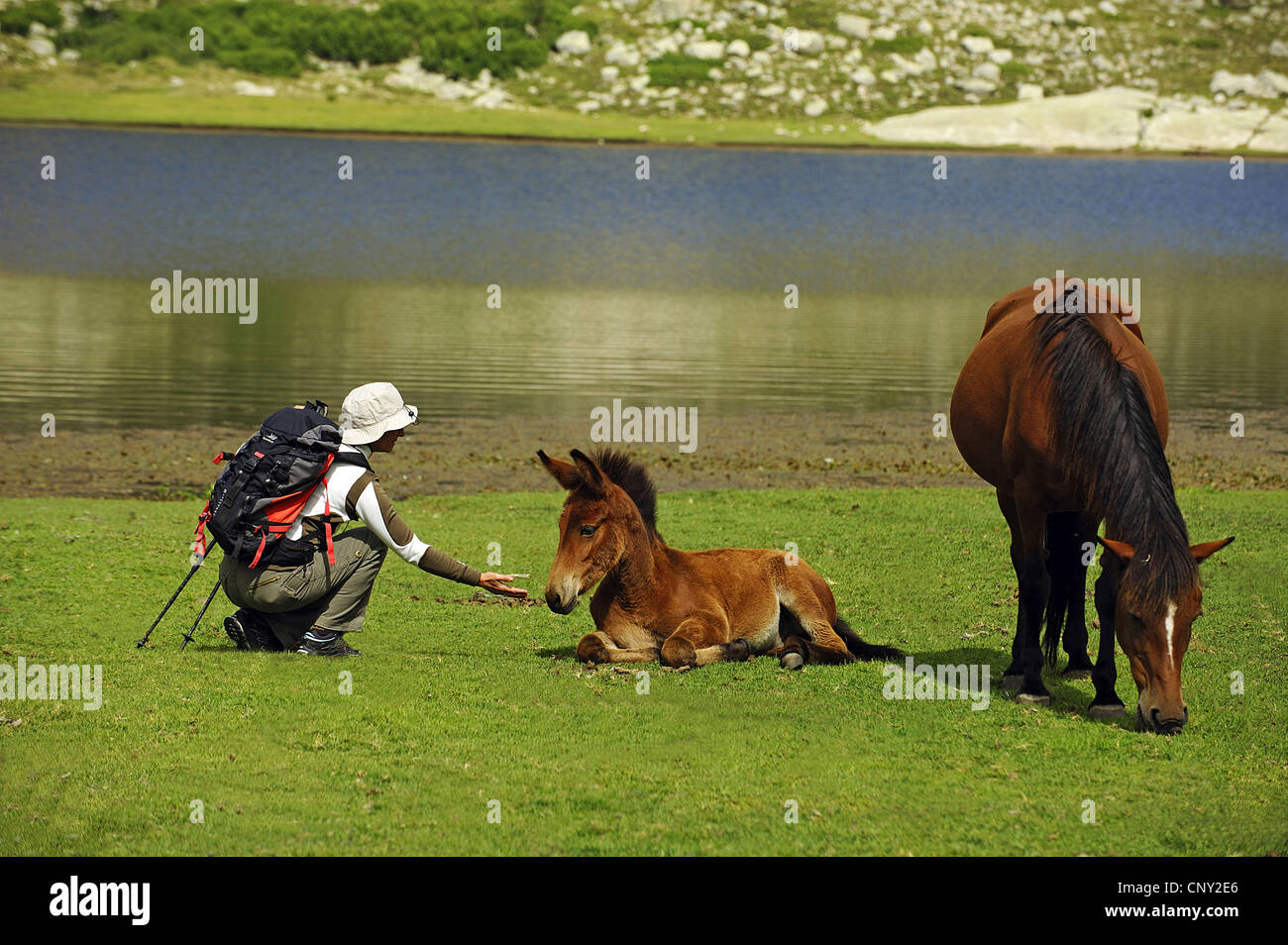 Female wanderer mare with foal at the lac de nino hi-res stock ...