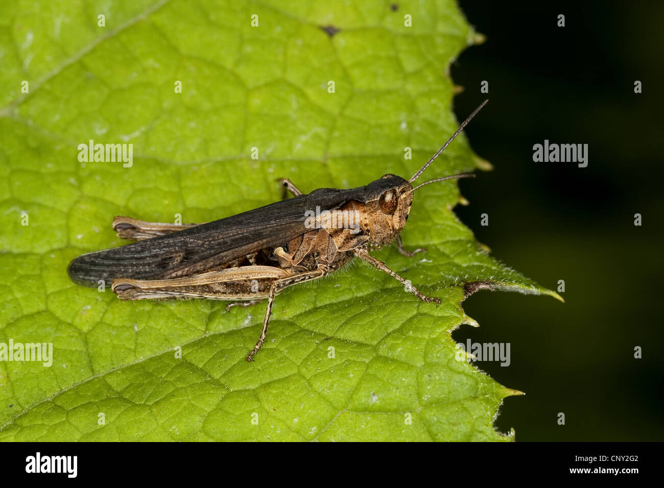 Field grasshopper, Common field grasshopper (Chorthippus brunneus ...