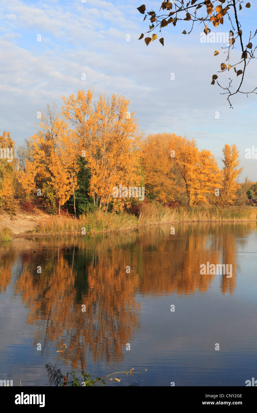 Populus alba tree in forest hi-res stock photography and images - Alamy