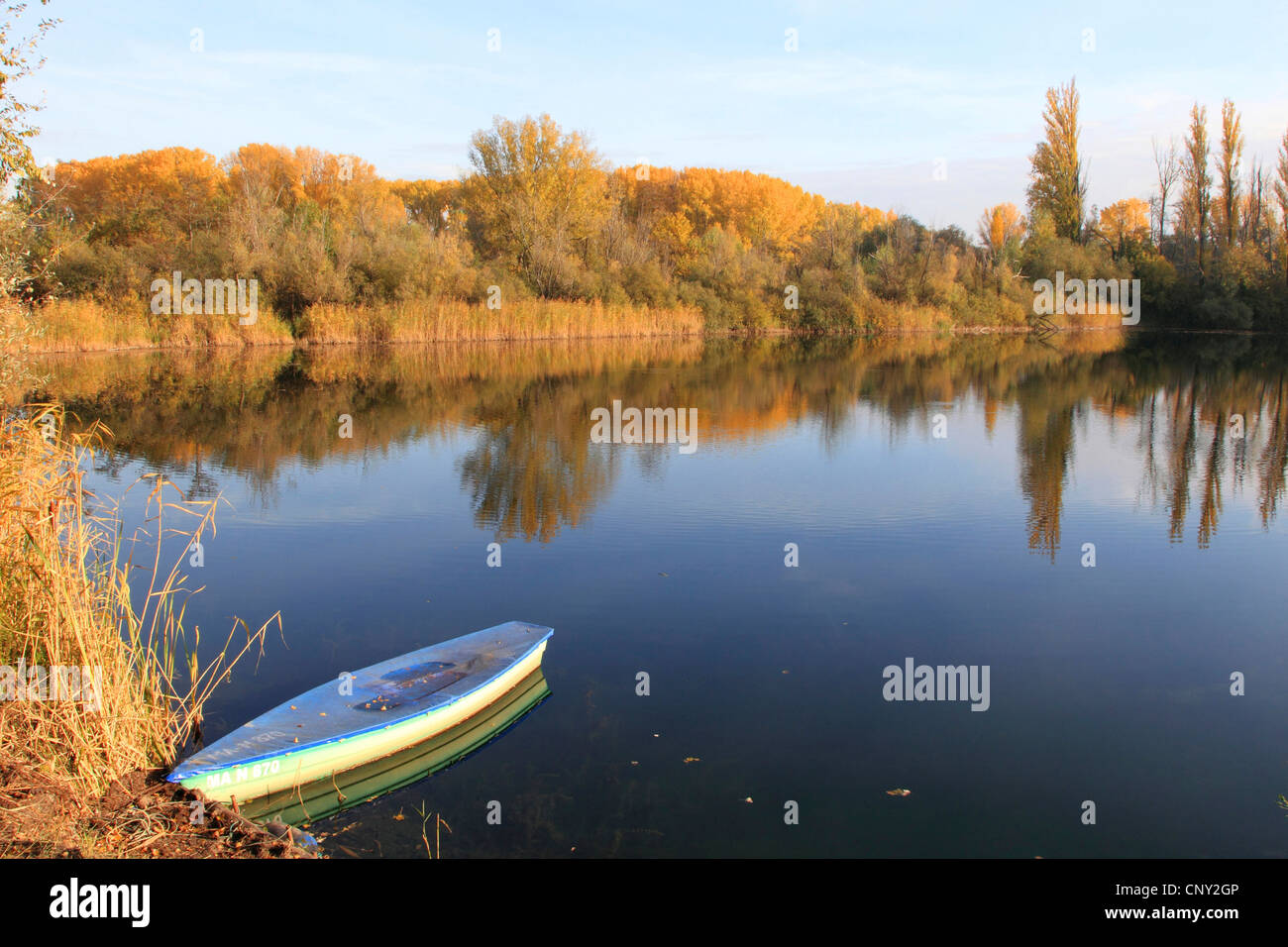 white poplar, silver-leaved poplar, abele (Populus alba), landscape at ...