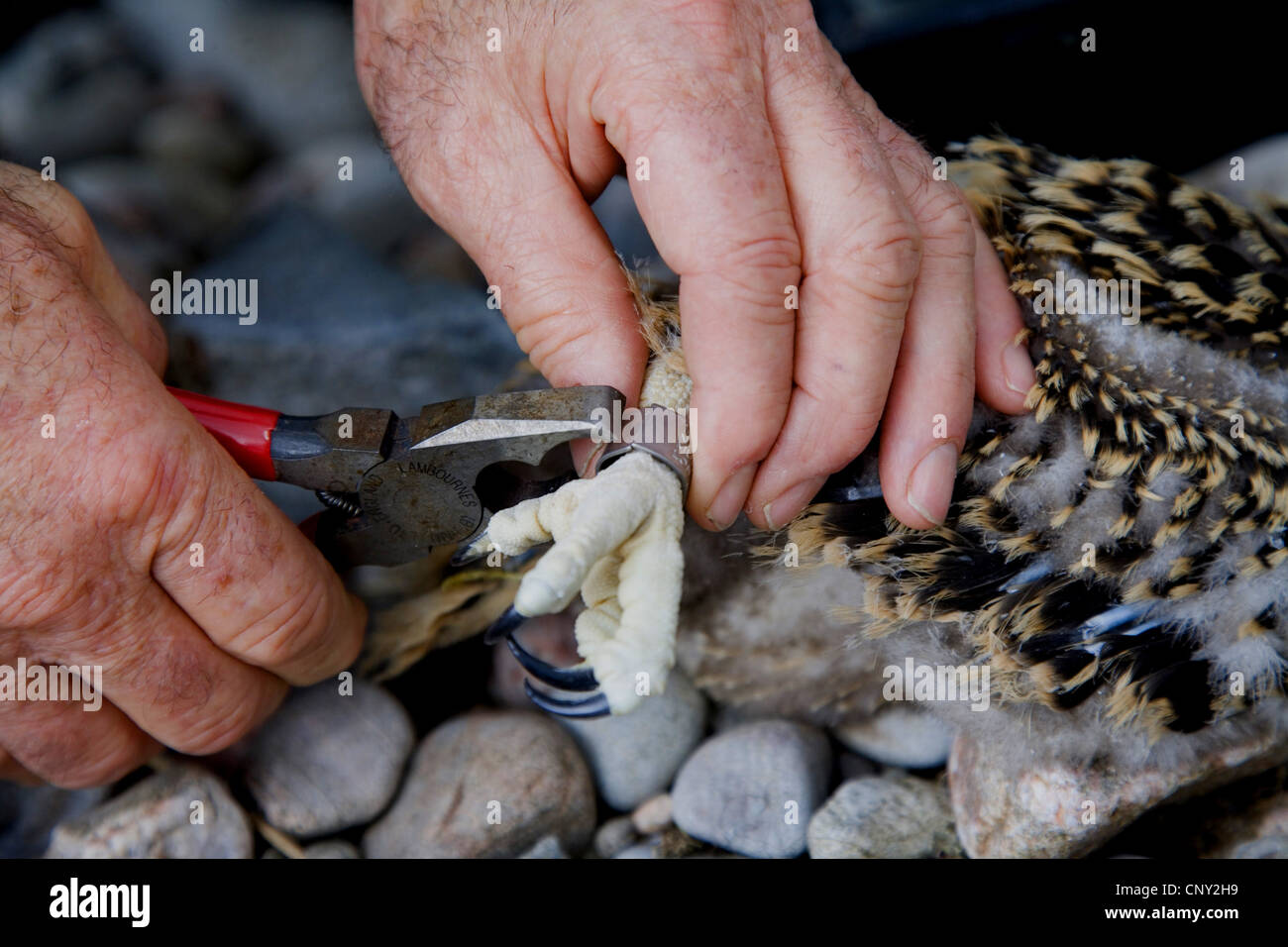osprey, fish hawk (Pandion haliaetus), raptor ecologist fitting ...