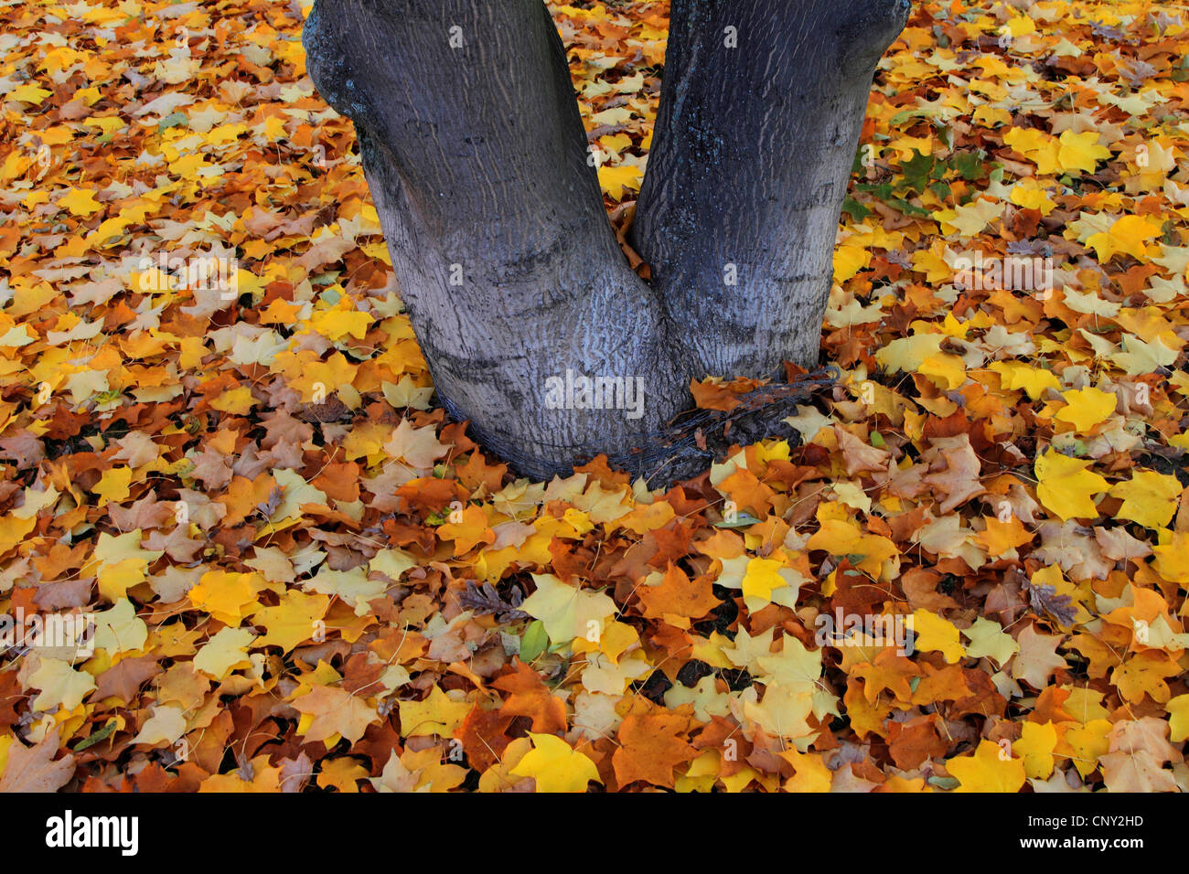 Fall Foliage Norway Maple Trees High Resolution Stock Photography and ...