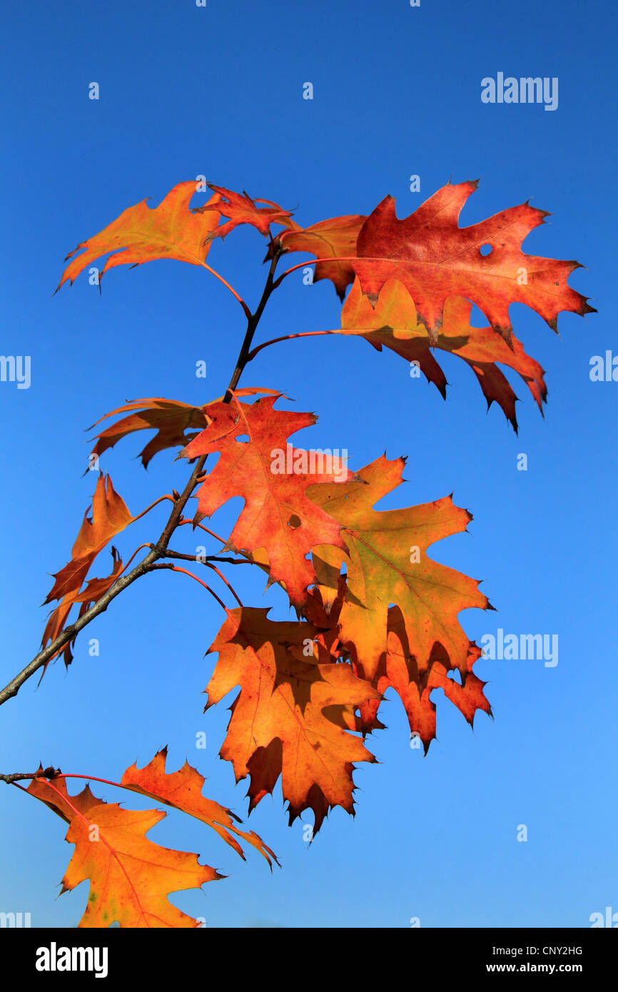 Northern red oak leaves hi-res stock photography and images - Alamy