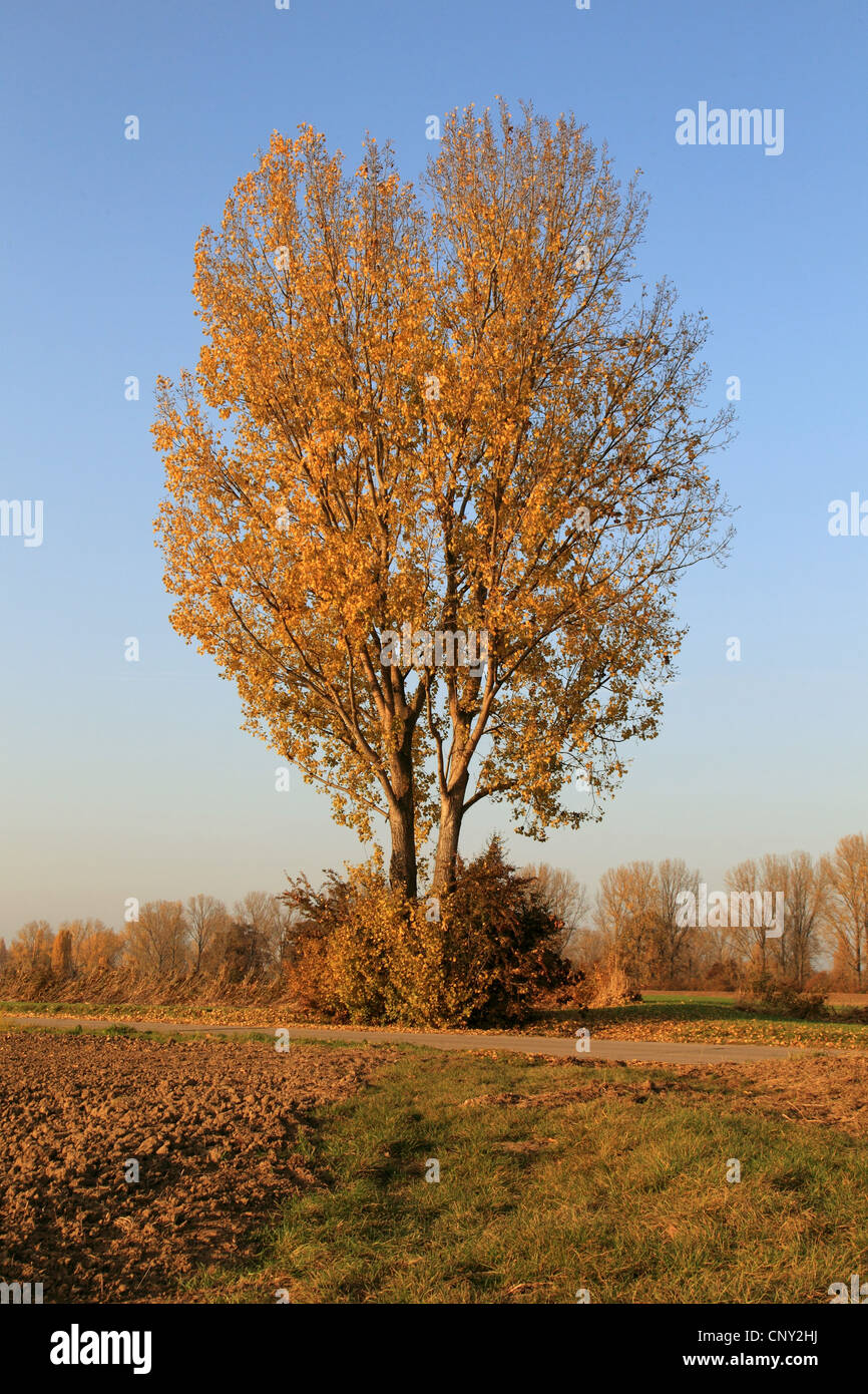 white poplar, silver-leaved poplar, abele (Populus alba), in autumn ...