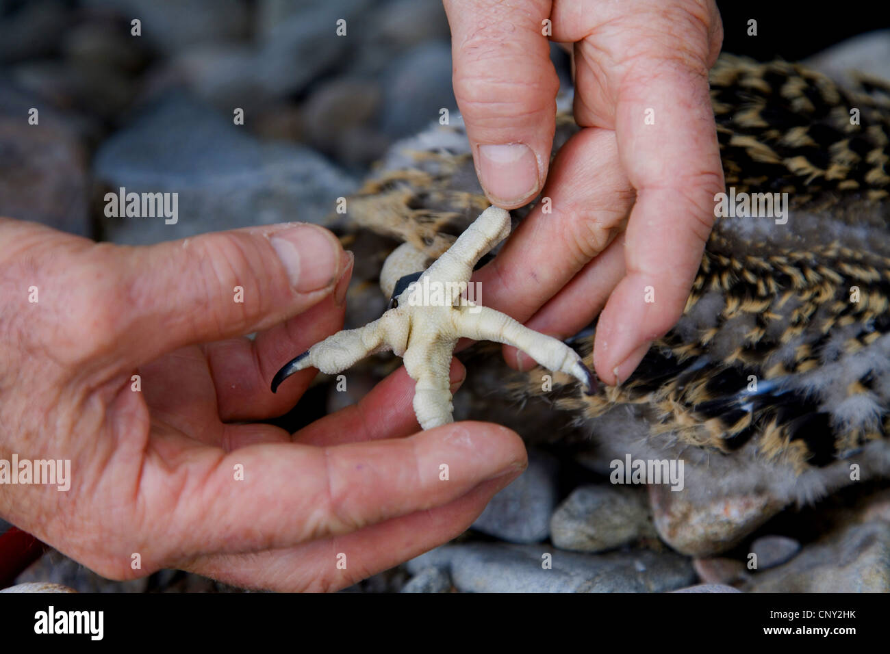 osprey, fish hawk (Pandion haliaetus), raptor ecologist examining foot ...