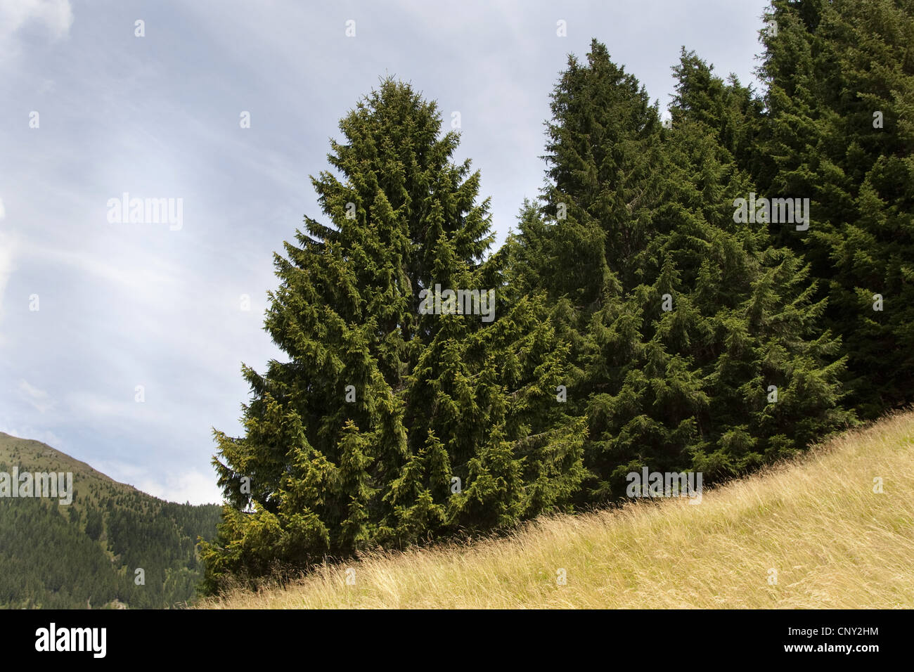 Norway spruce (Picea abies), trees at a forest edge, Germany Stock ...