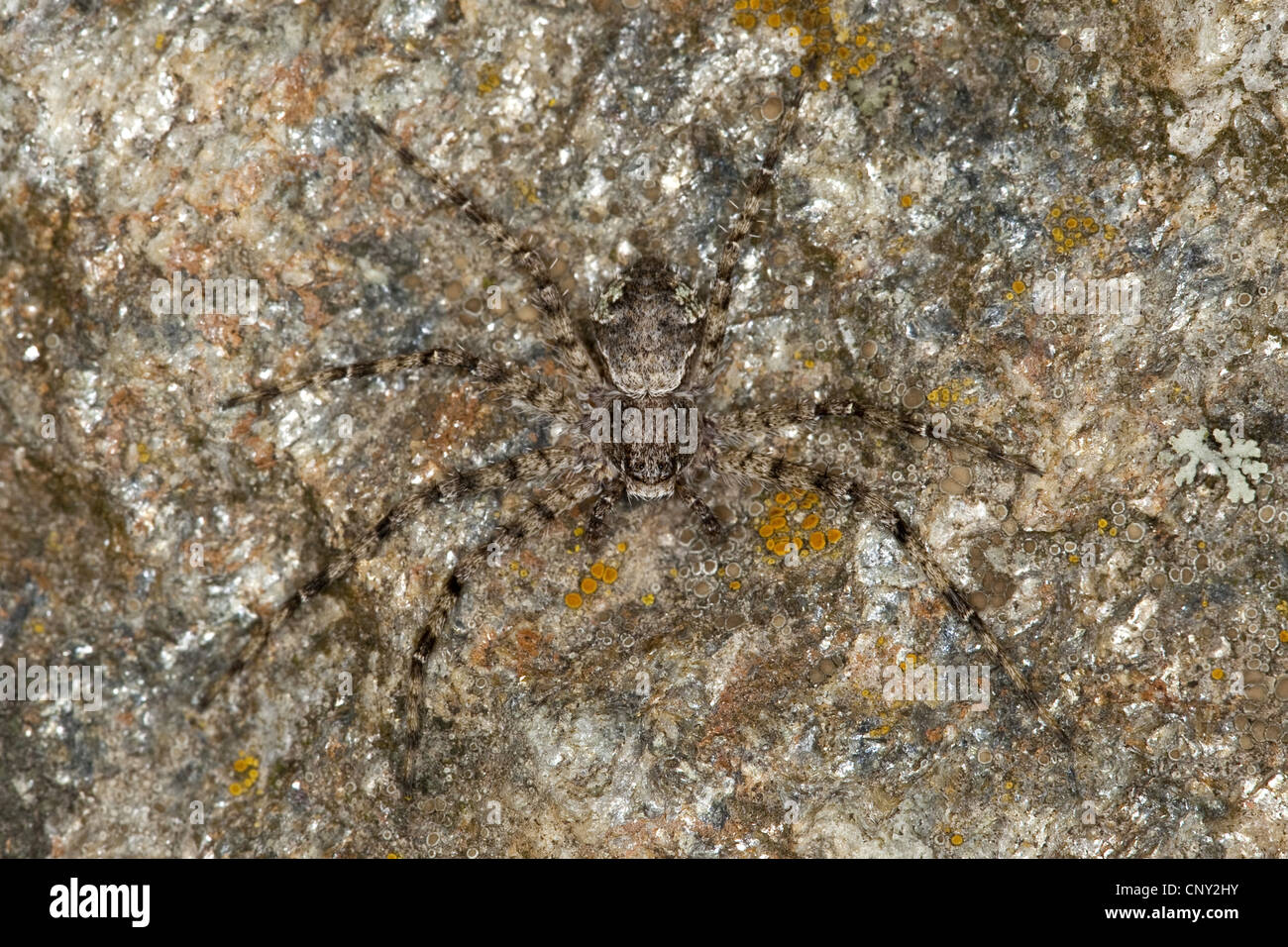 Philodromus margaritatus hi-res stock photography and images - Alamy