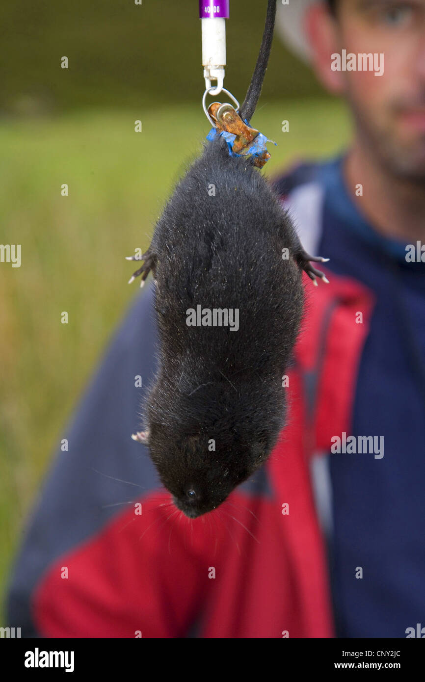 European water vole, northern water vole (Arvicola terrestris ...