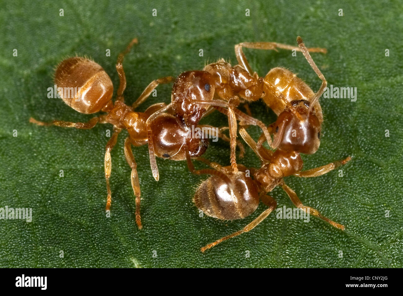 Mound ant, Yellow ant, Yellow meadow ant, Yellow turf ant (Lasius ...