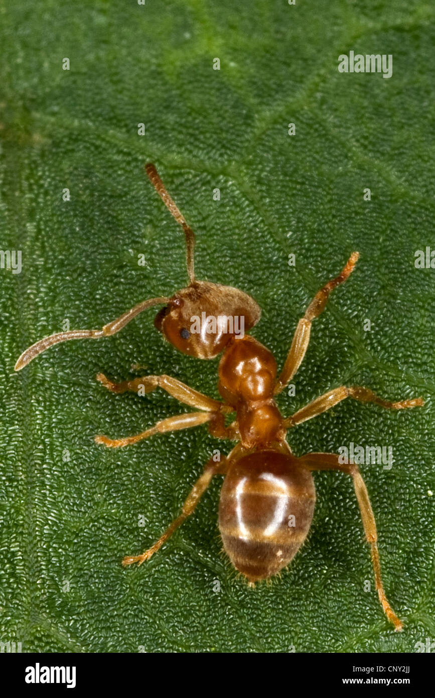 Mound ant, Yellow ant, Yellow meadow ant, Yellow turf ant (Lasius ...