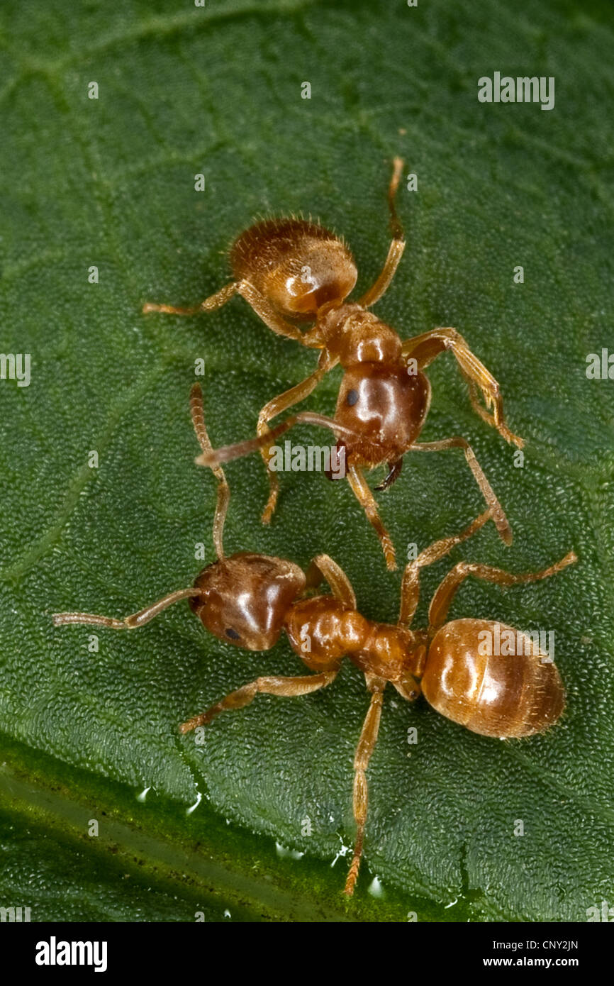 Mound ant, Yellow ant, Yellow meadow ant, Yellow turf ant (Lasius ...