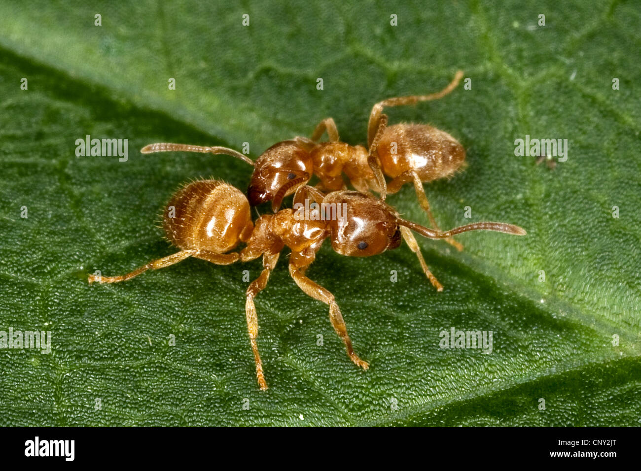 Mound ant, Yellow ant, Yellow meadow ant, Yellow turf ant (Lasius ...