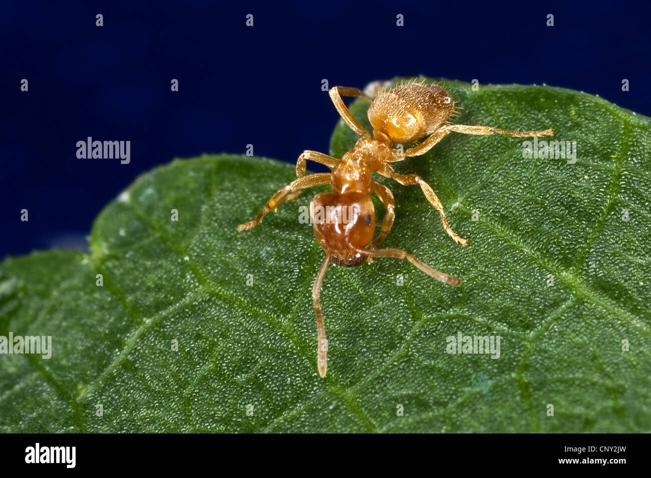 Mound ant, Yellow ant, Yellow meadow ant, Yellow turf ant (Lasius ...