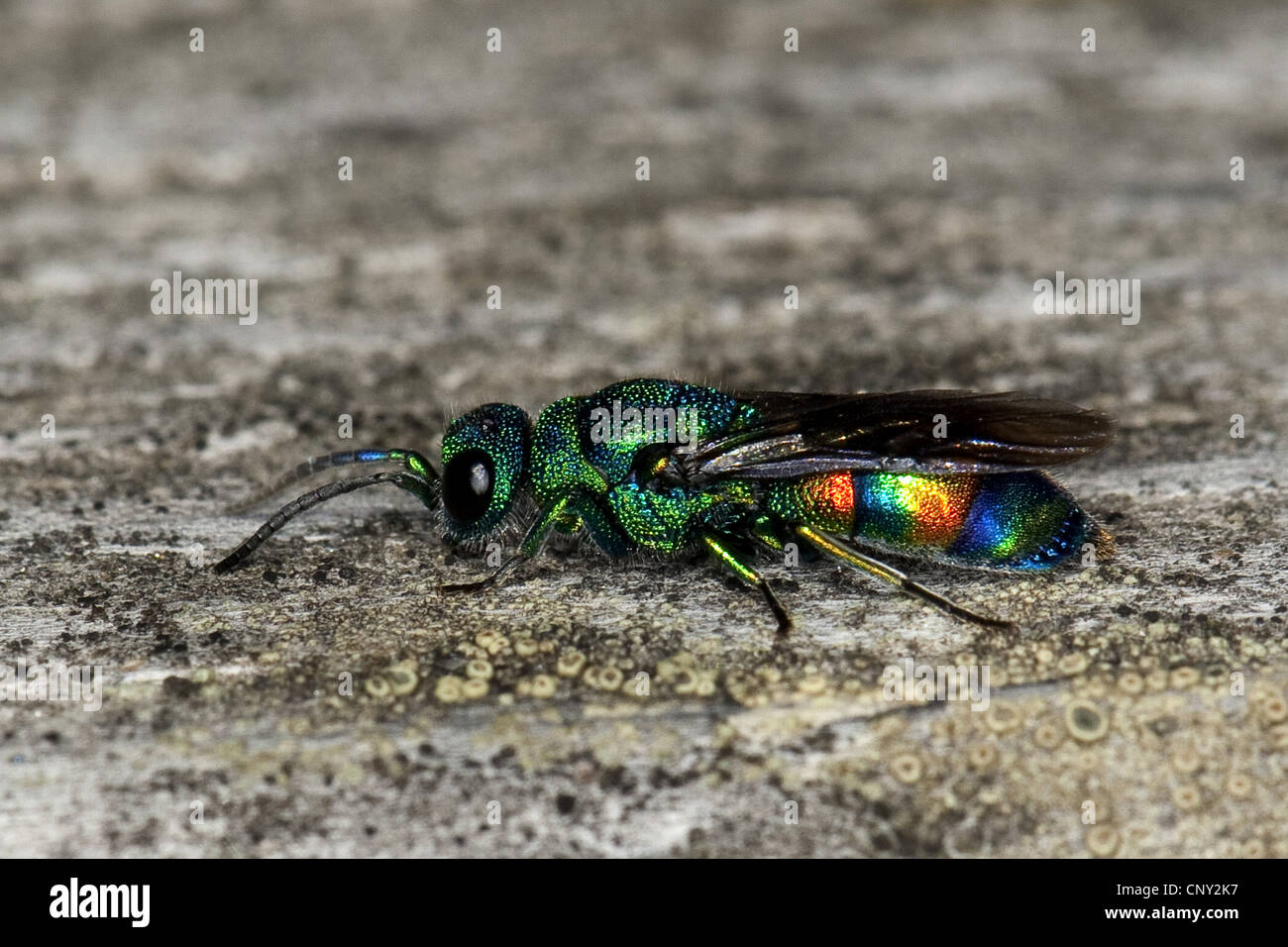 Gold wasp, Cuckoo wasp (Chrysis equestris), sitting on wood, Germany ...