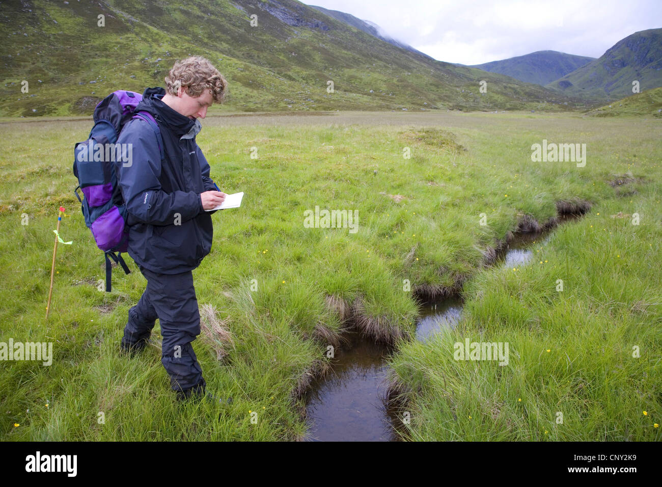 European water vole, northern water vole (Arvicola terrestris ...