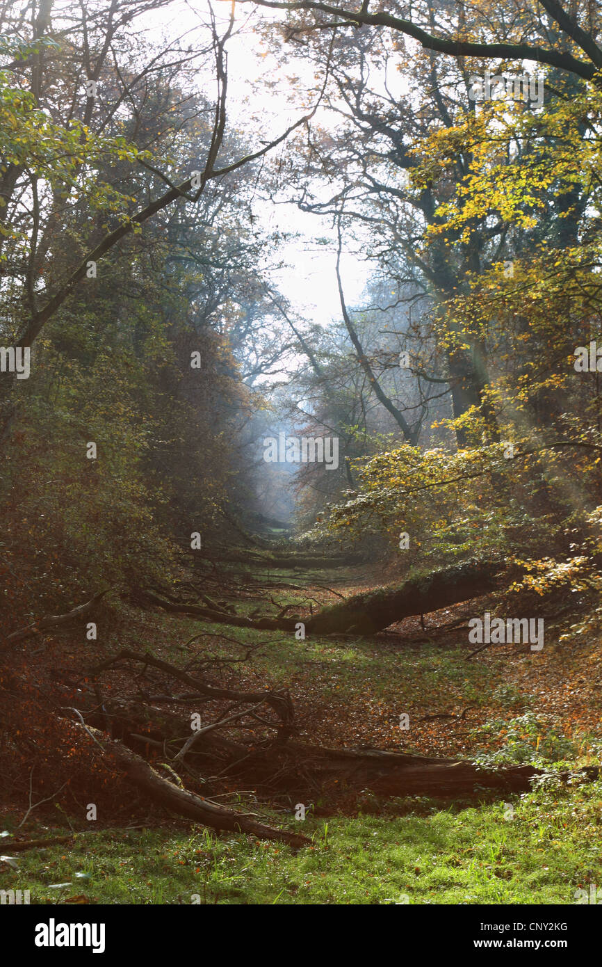 Aisle in forest hi-res stock photography and images - Alamy