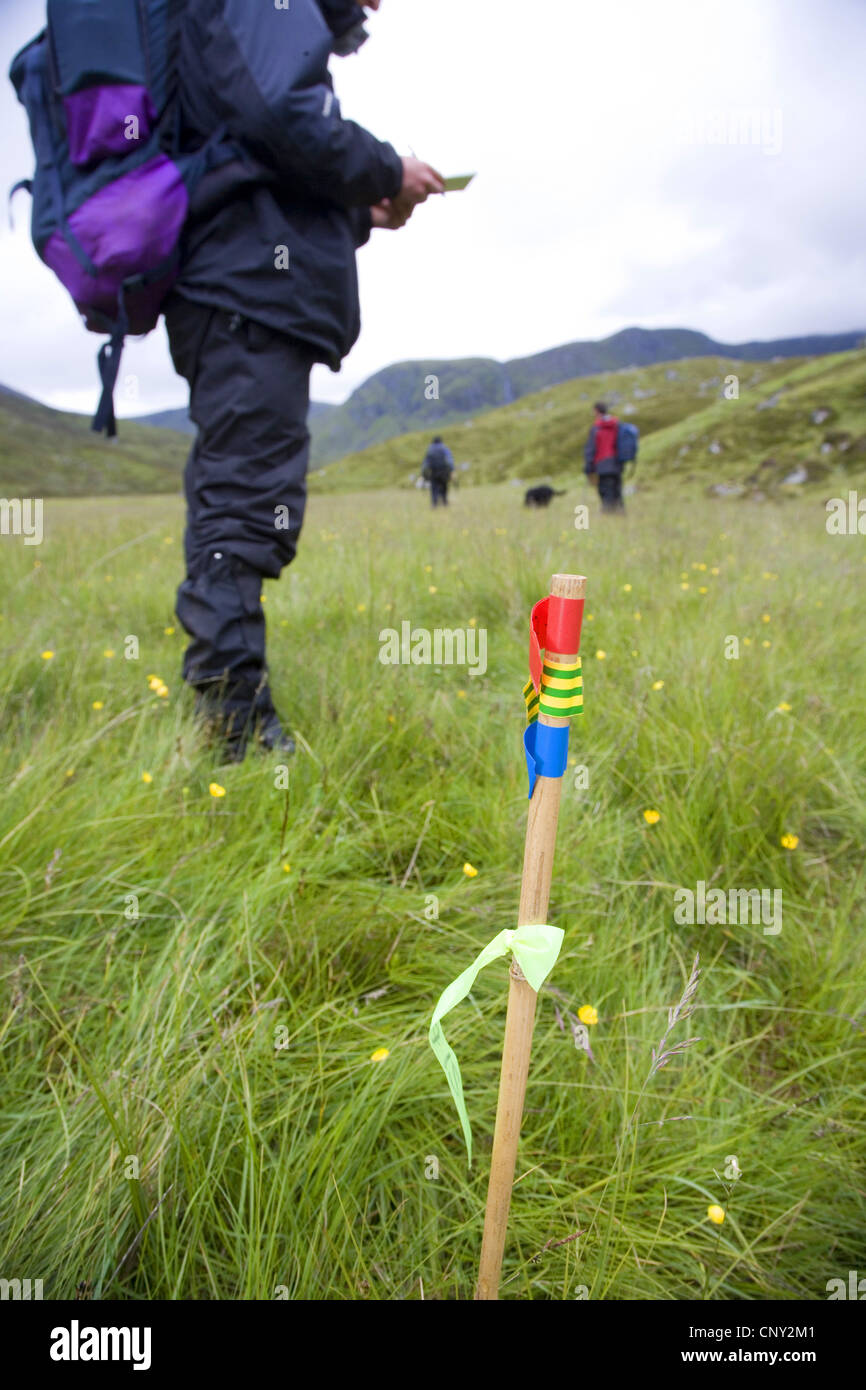 European water vole, northern water vole (Arvicola terrestris ...