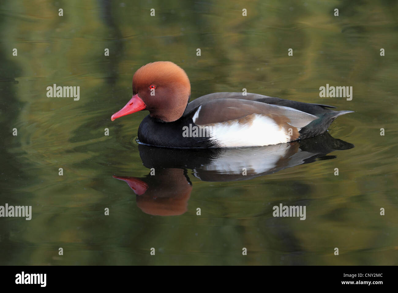 Netta hi-res stock photography and images - Alamy