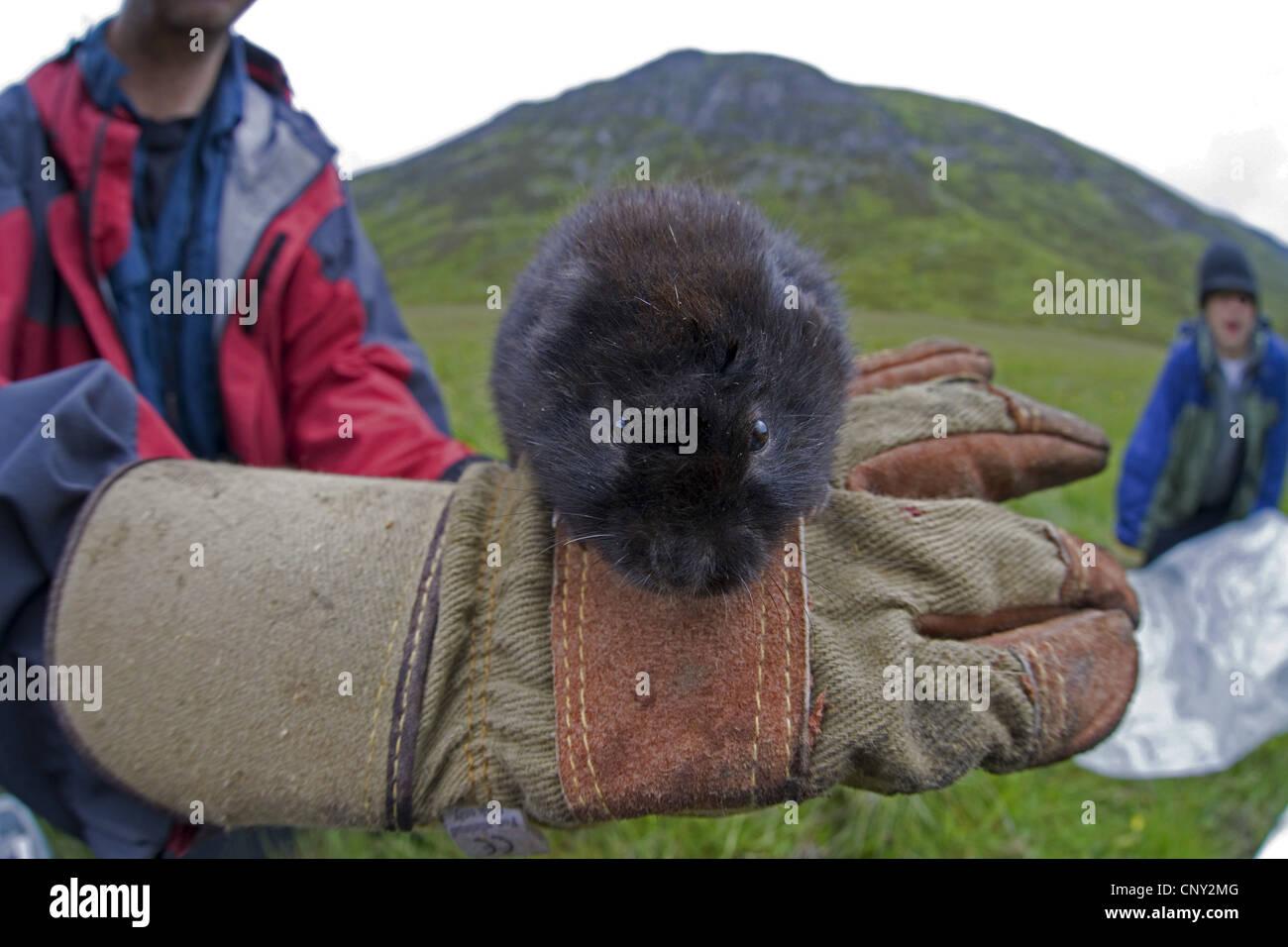 European water vole, northern water vole (Arvicola terrestris ...