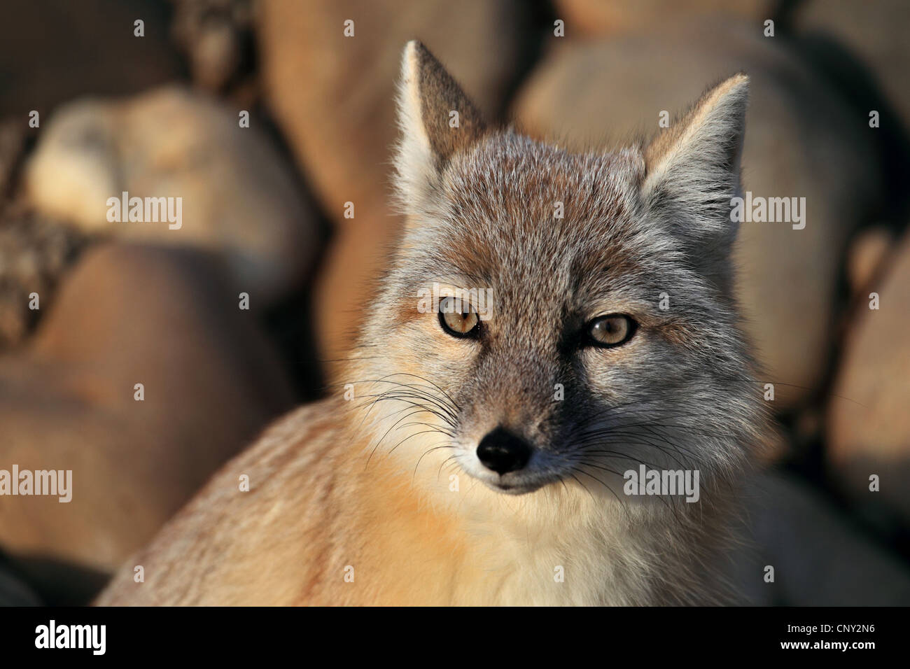 Corsac fox (Vulpes corsac), portrait Stock Photo - Alamy