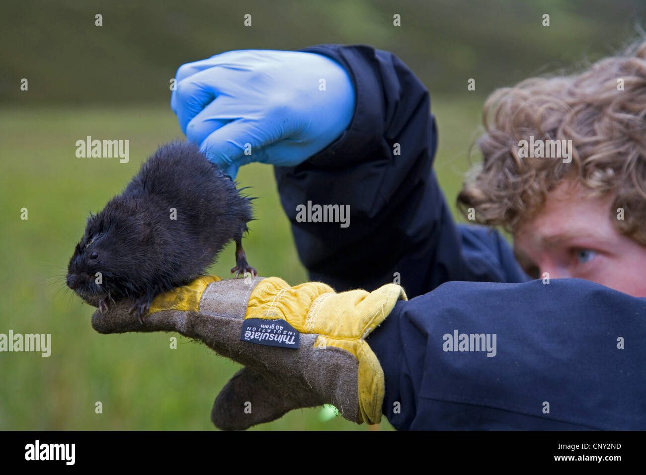 European water vole, northern water vole (Arvicola terrestris ...