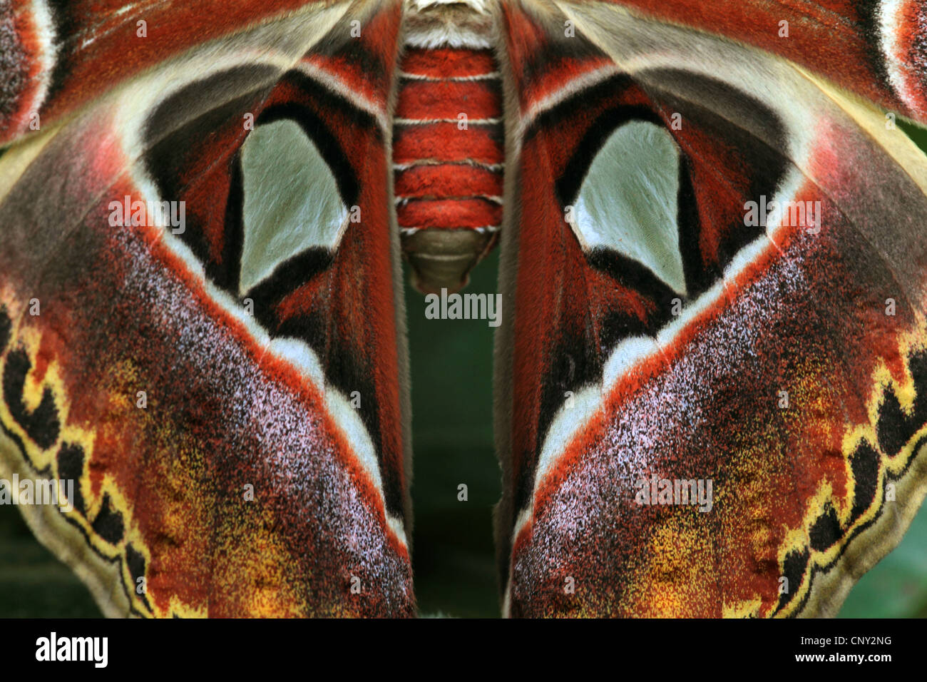 Moth attacus atlas hi-res stock photography and images - Alamy