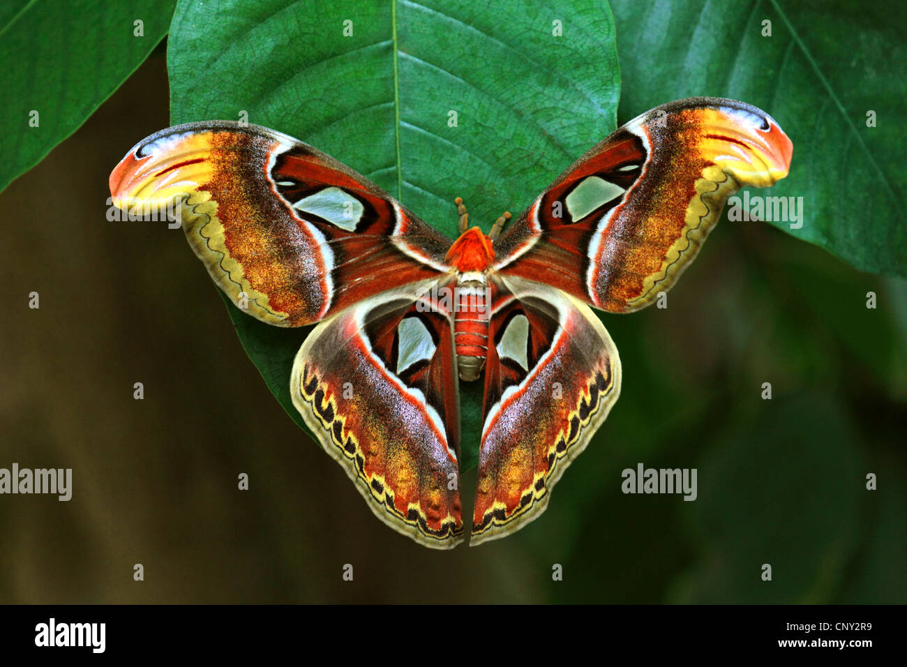 Atlas moth attacus atlas hi-res stock photography and images - Alamy