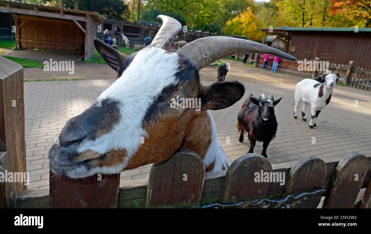 domestic goat (Capra hircus, Capra aegagrus f. hircus), some animals in ...