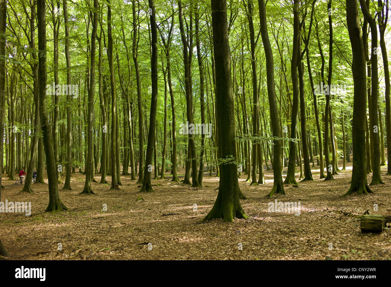 common beech (Fagus sylvatica), beech forest at Koenigsstuhl, Germany ...