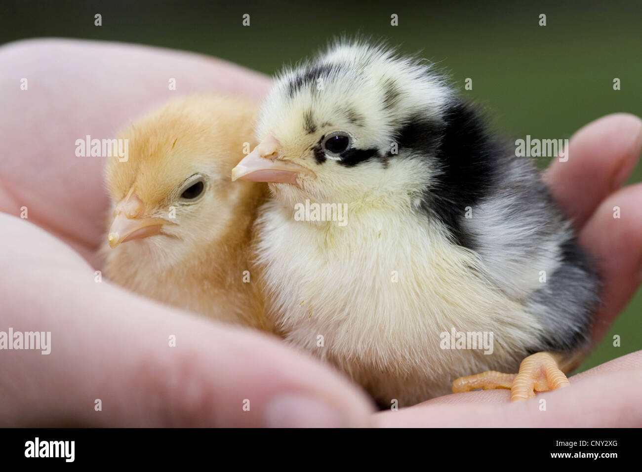 domestic fowl (Gallus gallus f. domestica), two chickens sitting on one ...