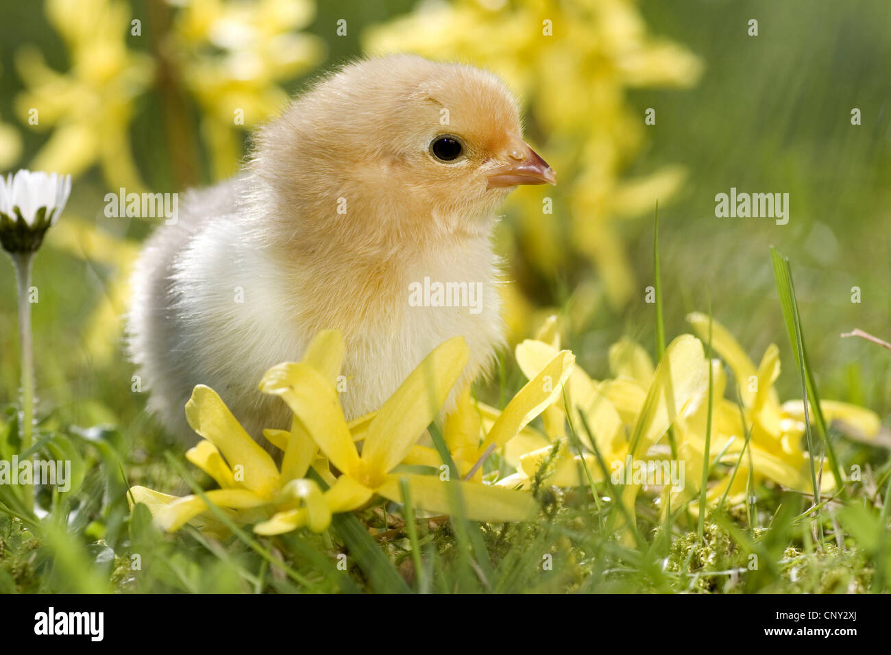 Chick flowers hi-res stock photography and images - Alamy