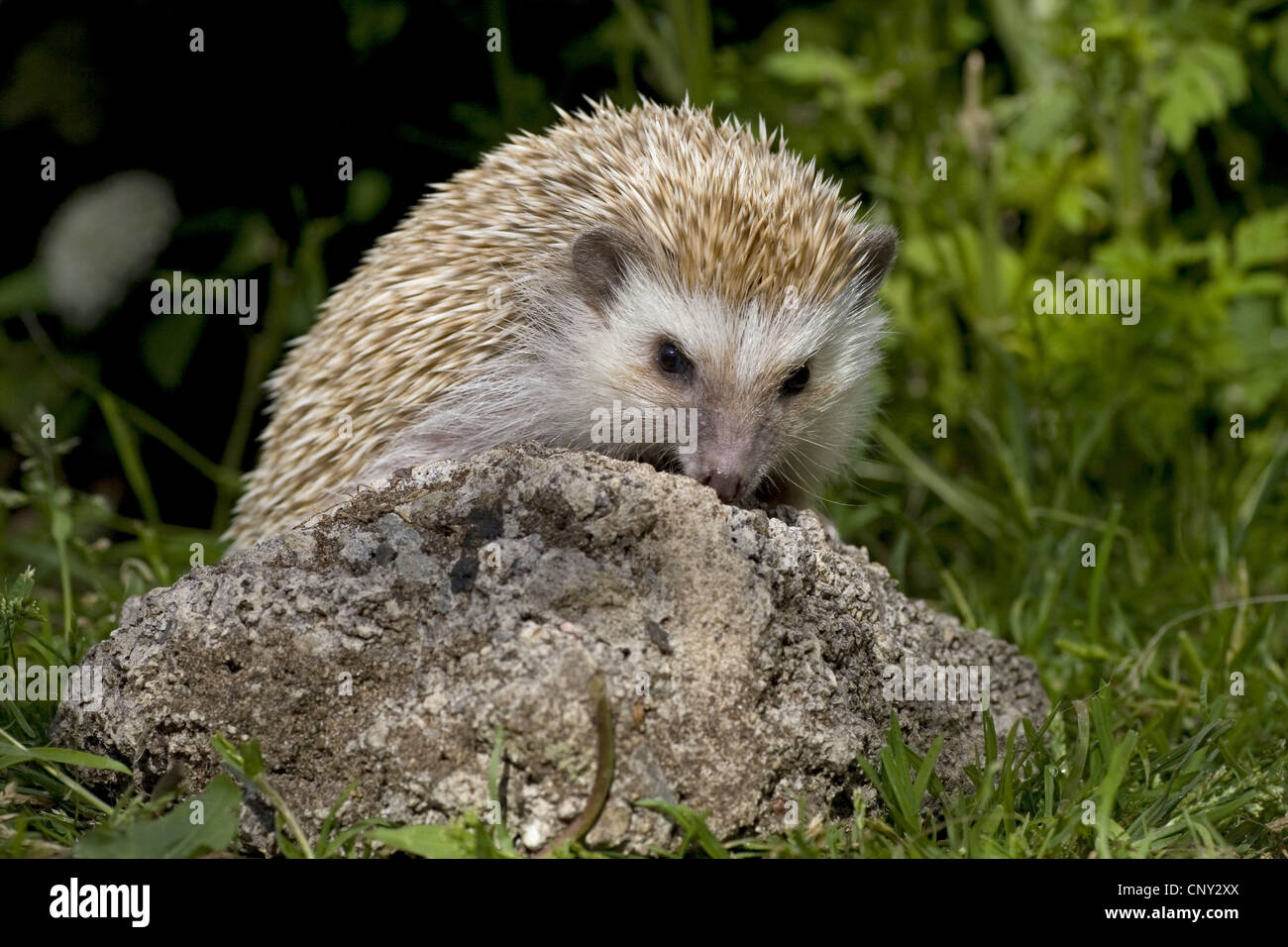 four-toed hedgehog (Erinaceus albiventris, Atelerix albiventris ...