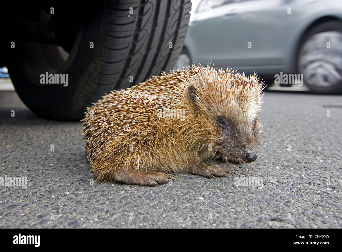 Western hedgehog, European hedgehog (Erinaceus europaeus), sitting on ...