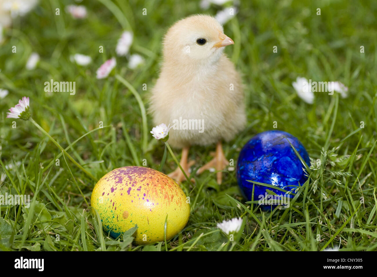 chick with an Easter egg in a meadow Stock Photo - Alamy