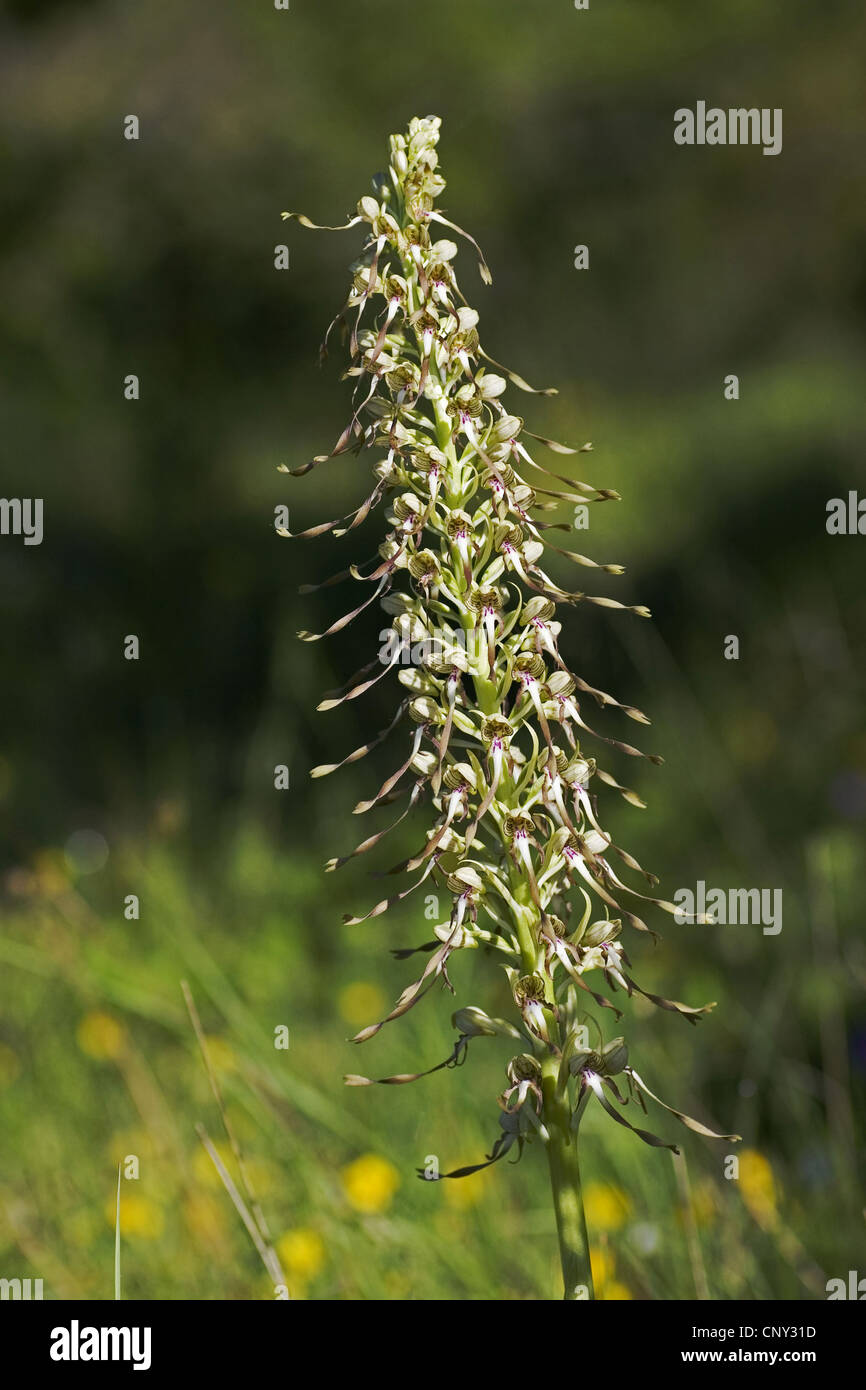 lizard orchid (Himantoglossum hircinum), blooming, Germany, Bavaria ...