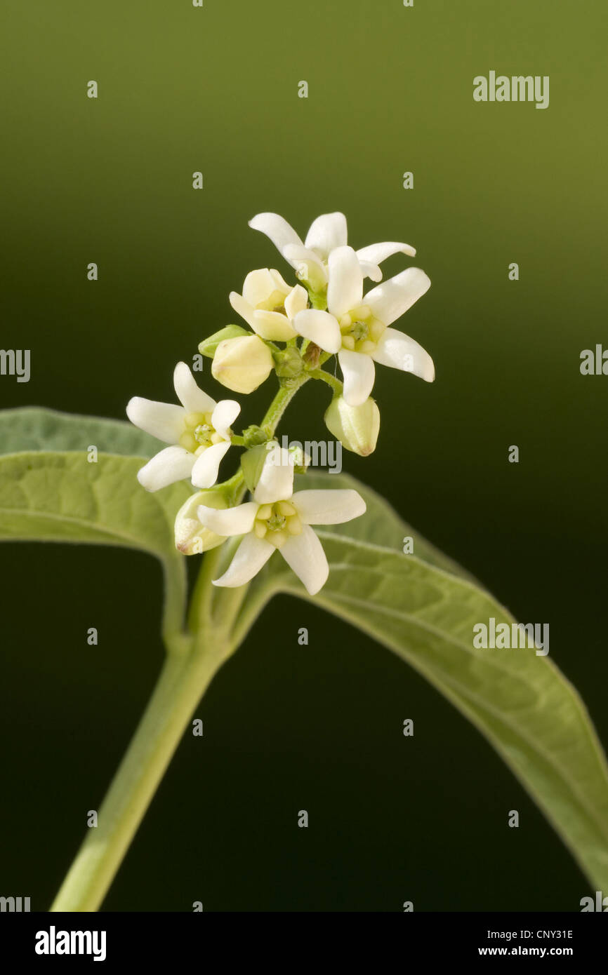 white swallow-wort (Vincetoxicum hirundinaria, Cynanchum vicentoxicum ...