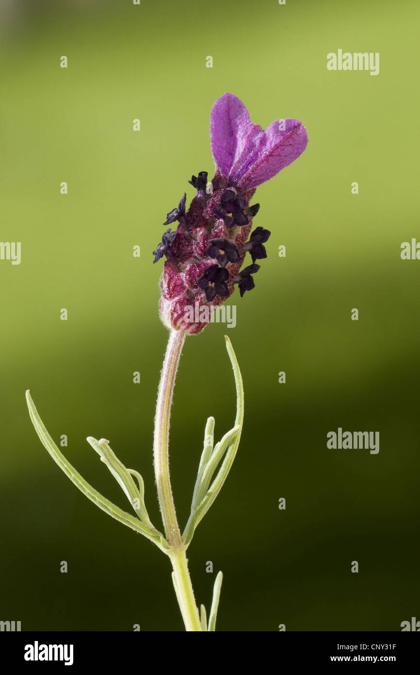 French lavender (Lavandula stoechas), inflorescence Stock Photo - Alamy