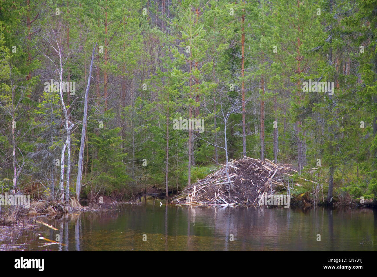 Eurasian beaver, European beaver (Castor fiber), Lodge built by ...