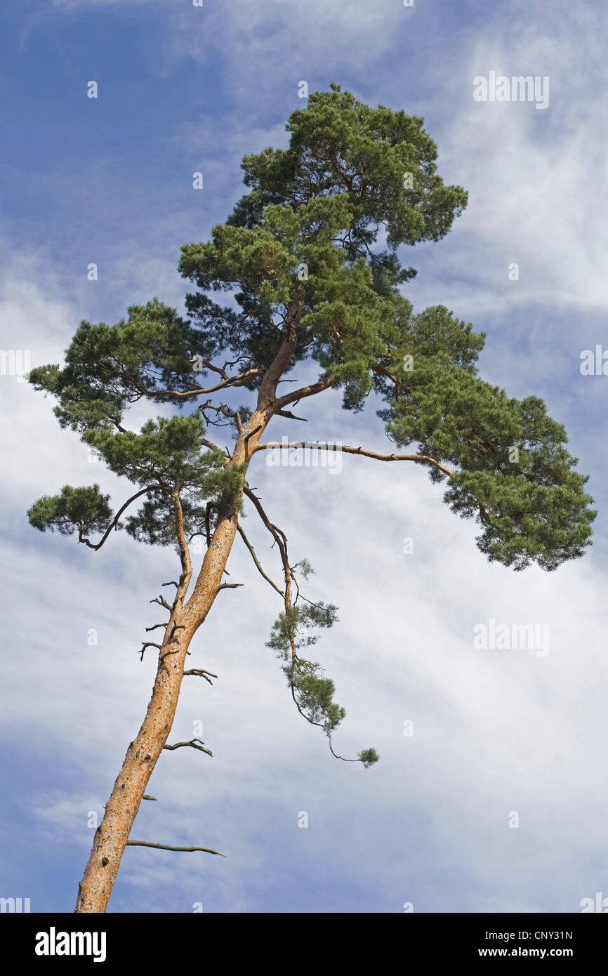 Scotch pine, scots pine (Pinus sylvestris), single tree, Germany Stock ...