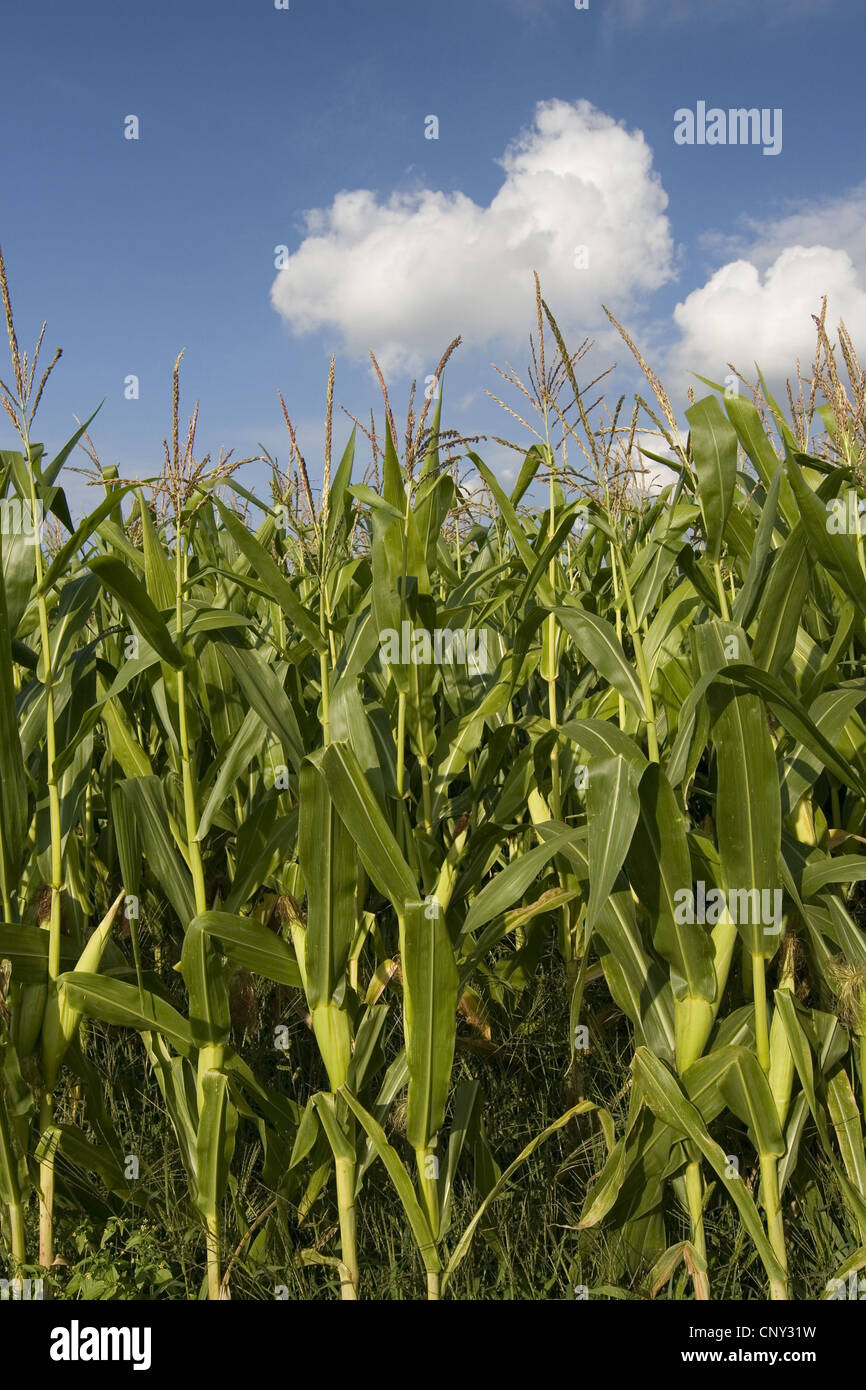 Indian corn, maize (Zea mays), maize field, Germany Stock Photo - Alamy