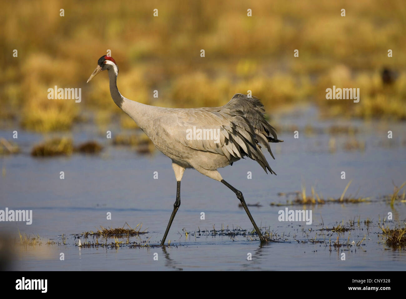 Wetland habitat hi-res stock photography and images - Alamy