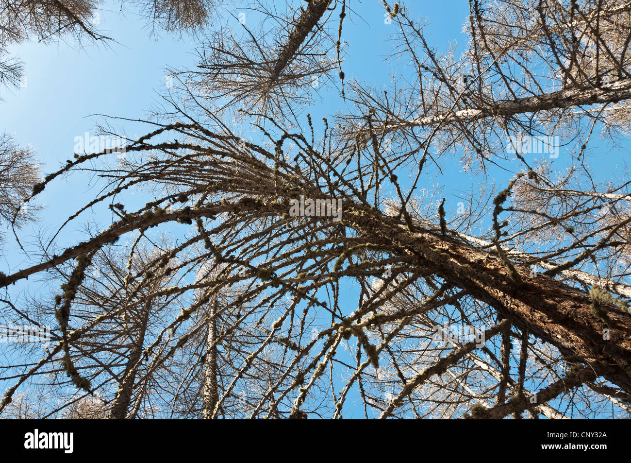Three on a blue sky Stock Photo - Alamy