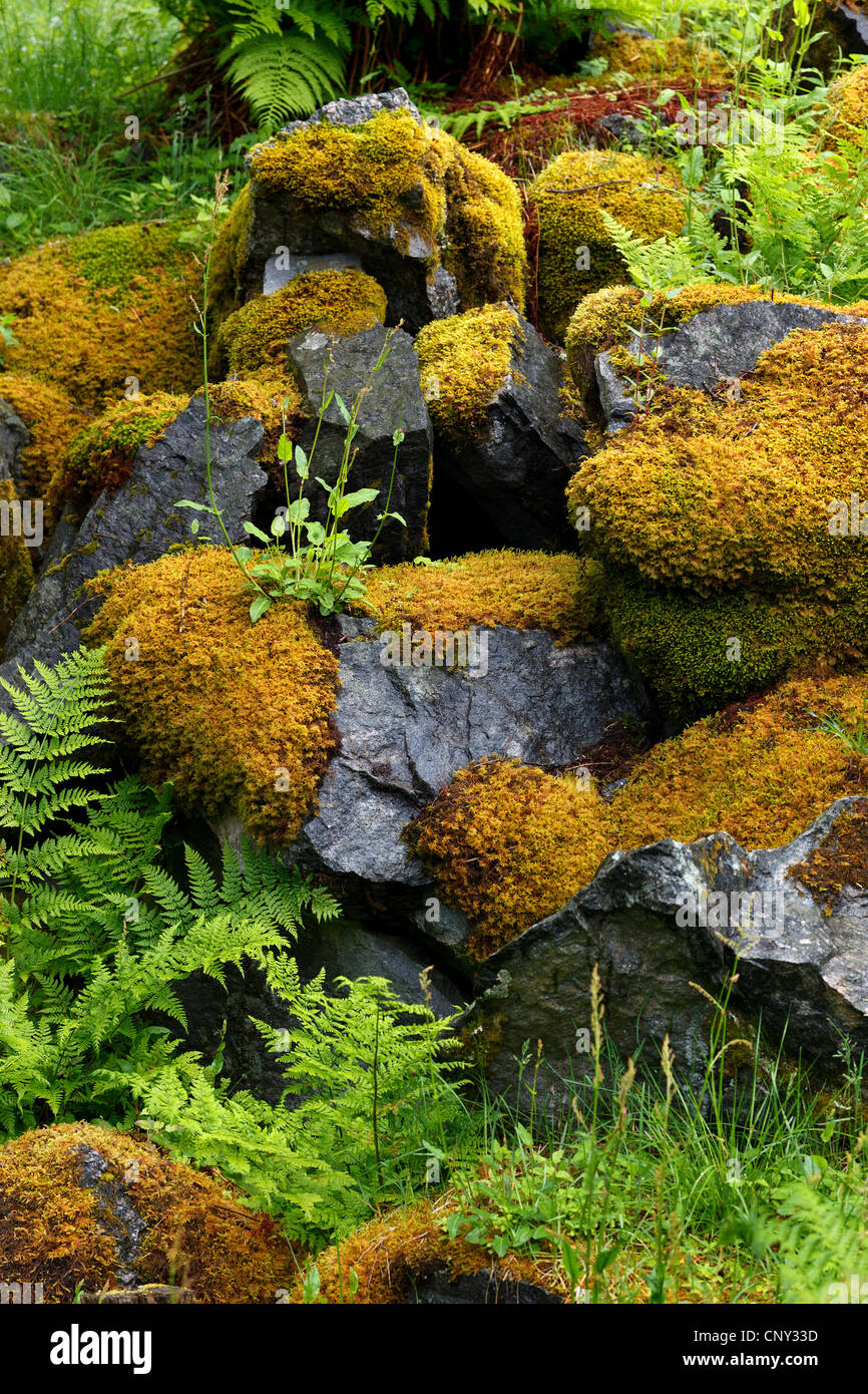 Mossy slope hi-res stock photography and images - Alamy