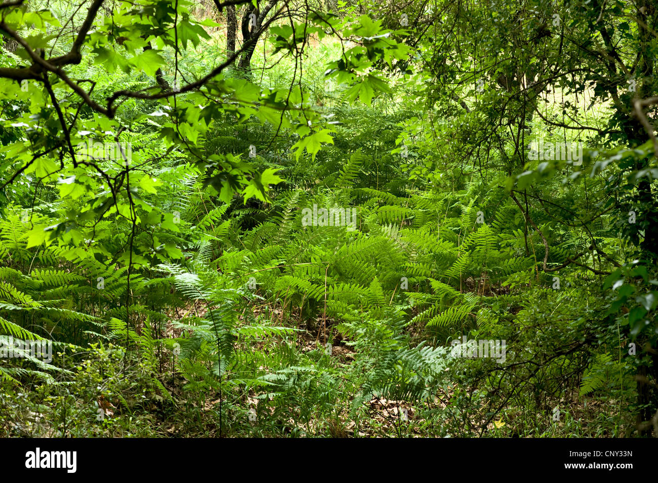 green wilderness in a ravine, Greece, Lefkada Stock Photo - Alamy